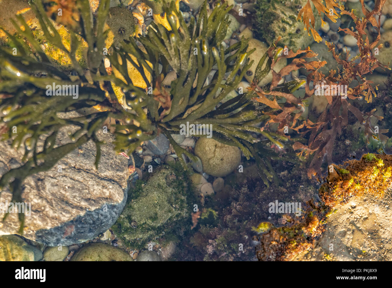 Close up of algae on rock. Marine life Stock Photo - Alamy