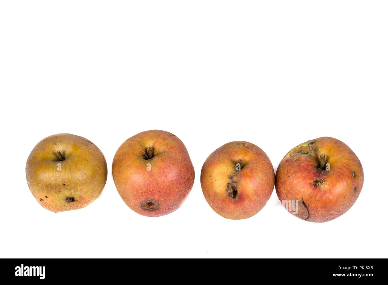 Four Worm Apple Maggot Larva Eating Apple damaged on White Background ...