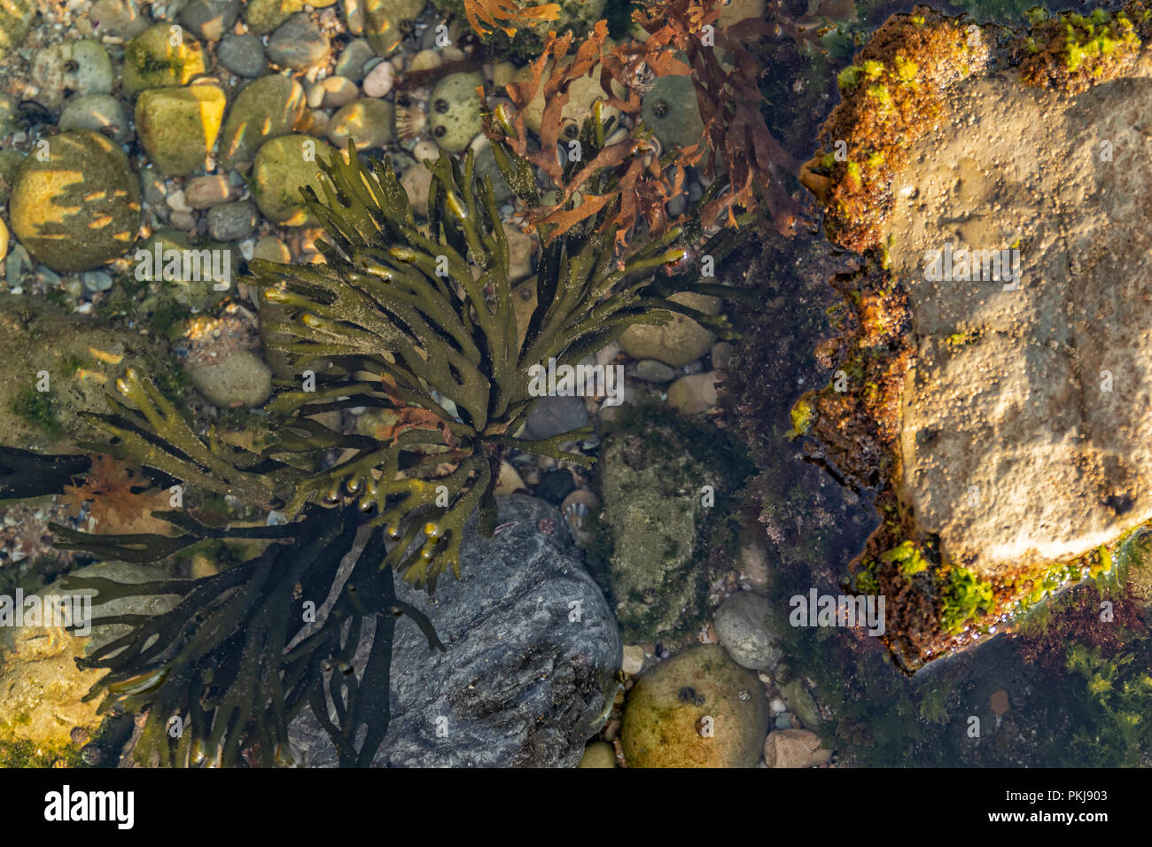 Close up of algae on rock. Marine life Stock Photo - Alamy