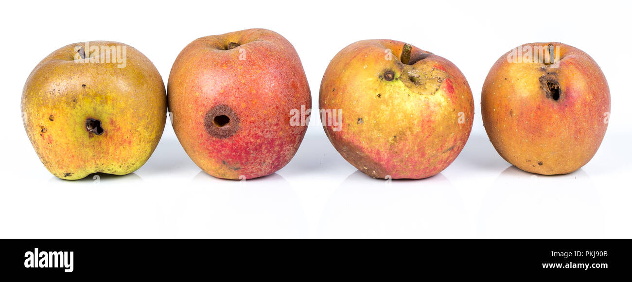 Four Worm Apple Maggot Larva Eating Apple damaged on White Background ...