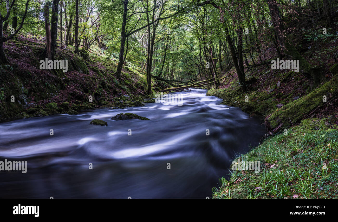 Welsh ancient woodland hi-res stock photography and images - Alamy