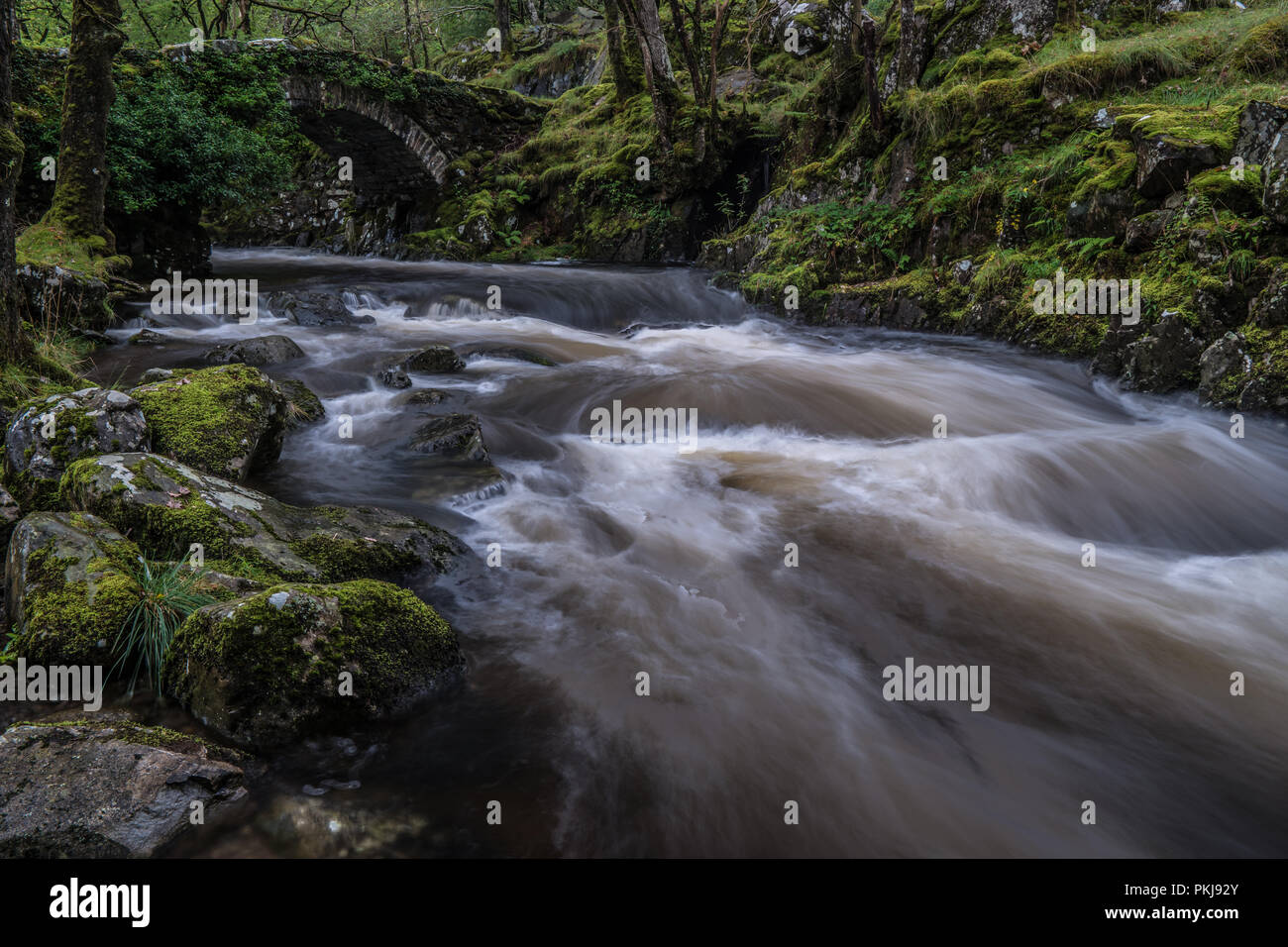 Ancient welsh forest hi-res stock photography and images - Alamy