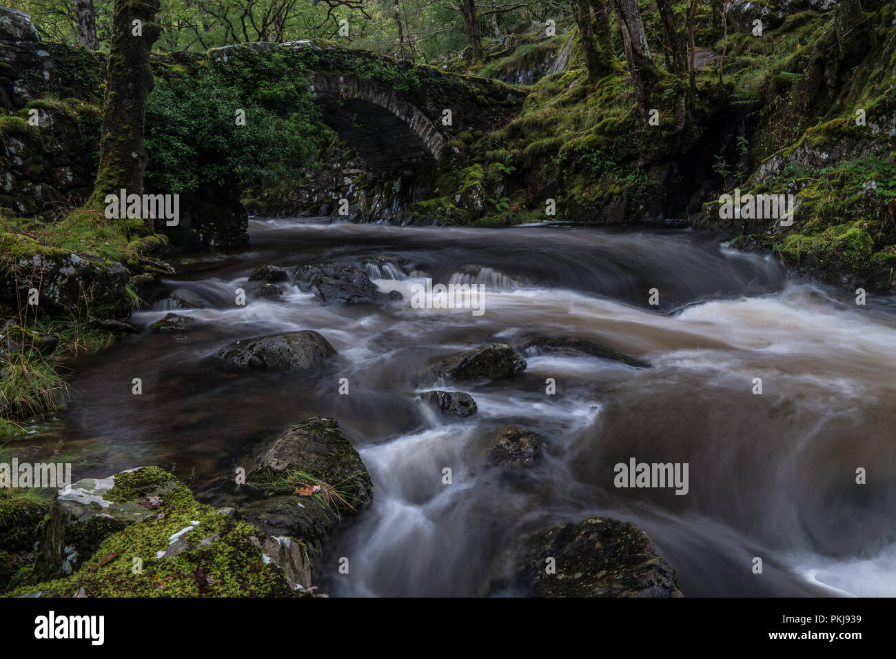 Fast flowing river in a Welsh rain-forest after the rain with mossy ...