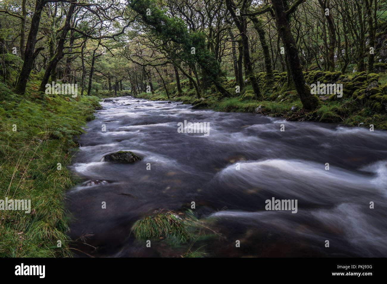 Fast flowing river in a Welsh rain-forest after the rain with mossy ...