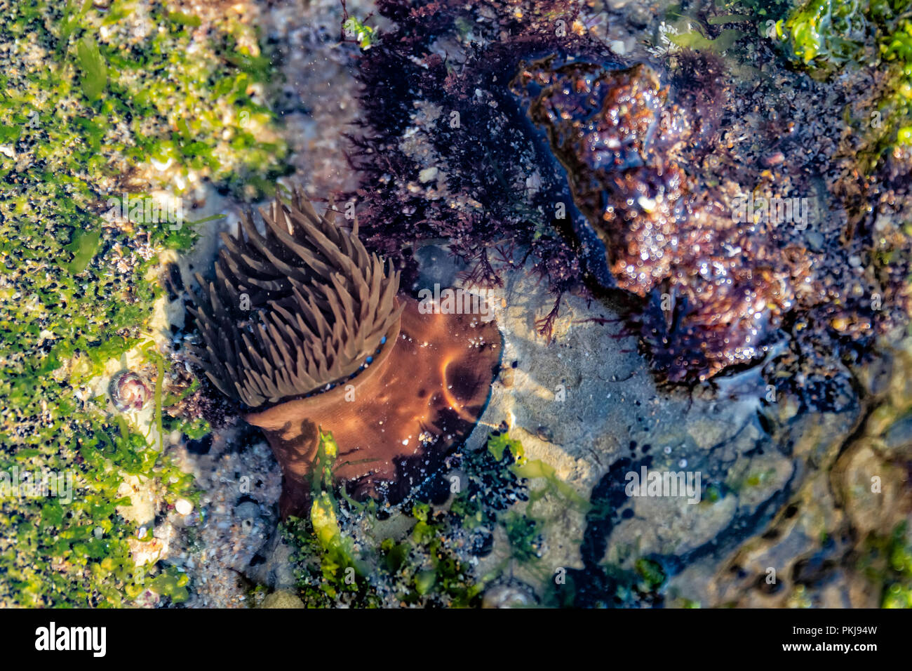 Giant clam shell on beach hi-res stock photography and images - Alamy