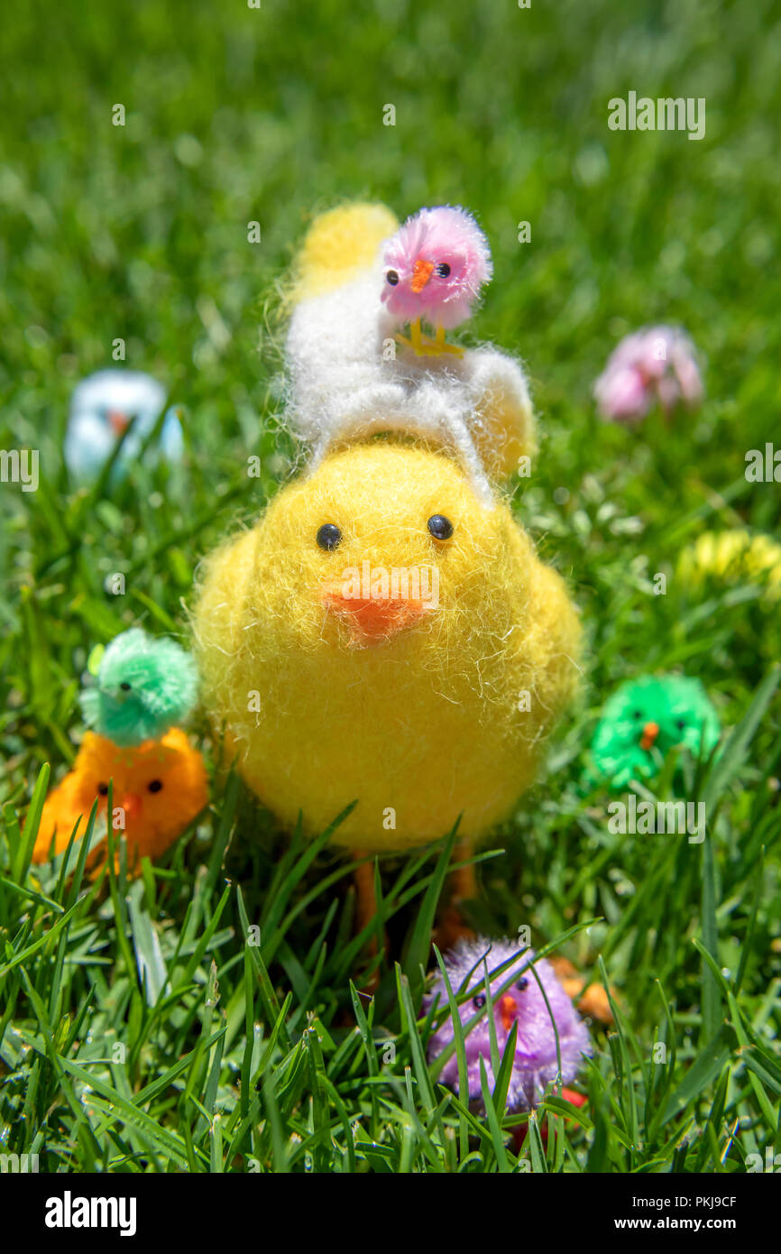 Cute Easter chicks in the garden Stock Photo - Alamy
