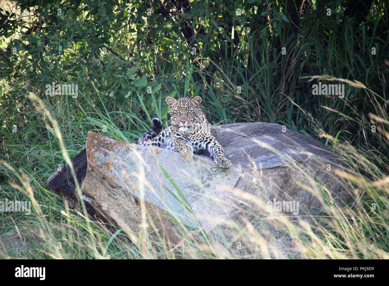 Kopje animal hi-res stock photography and images - Alamy