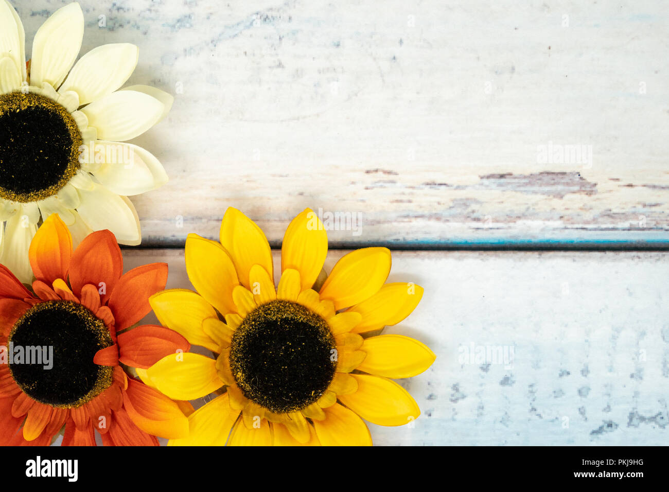 Autumn background with three colorful bright sunflowers over a blue ...