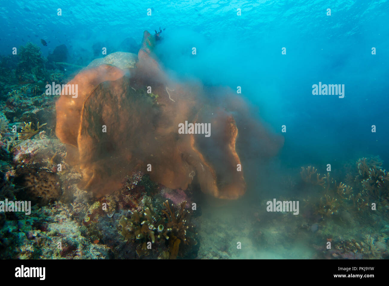 Porifera hi-res stock photography and images - Alamy