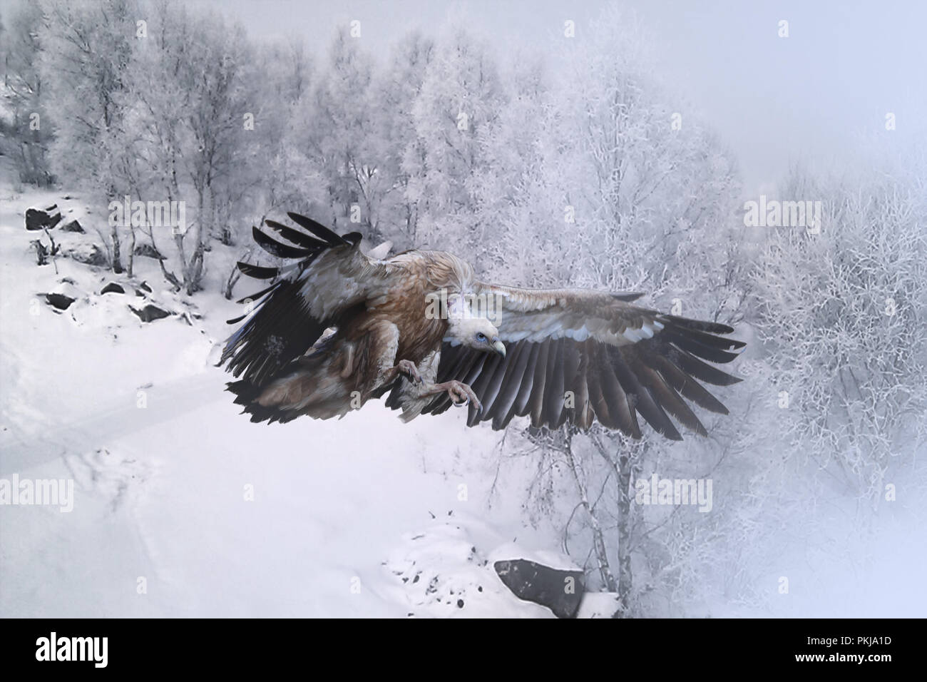 Himalayensis hi-res stock photography and images - Alamy