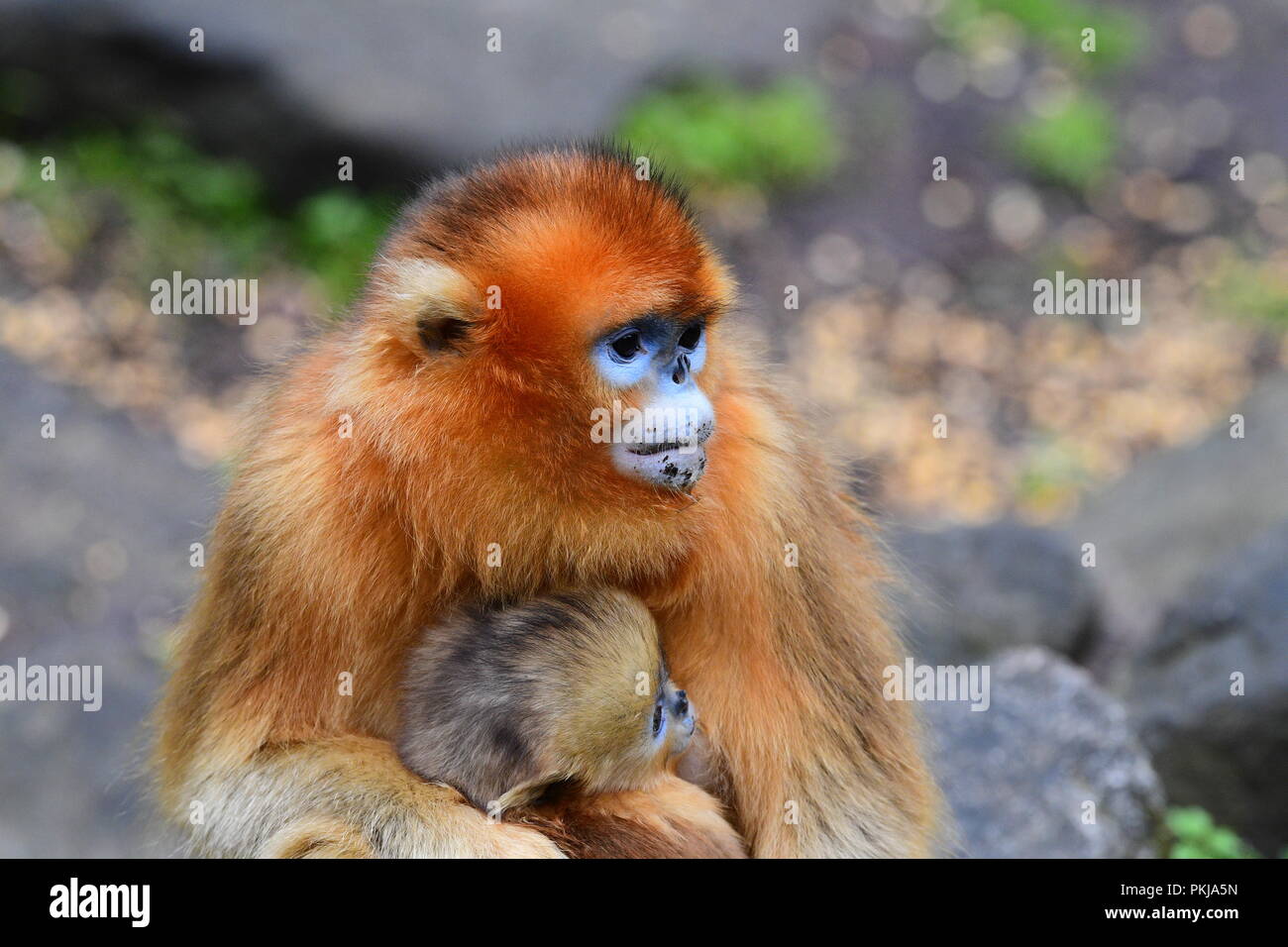 Monkey in gold hi-res stock photography and images - Alamy