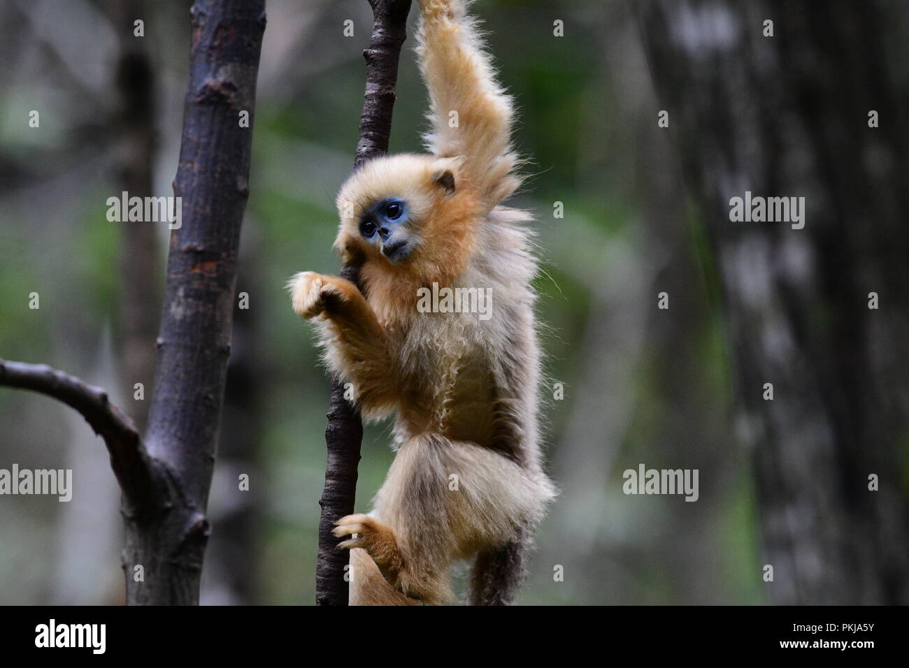 Monkeys looking away animal wildlife hi-res stock photography and ...