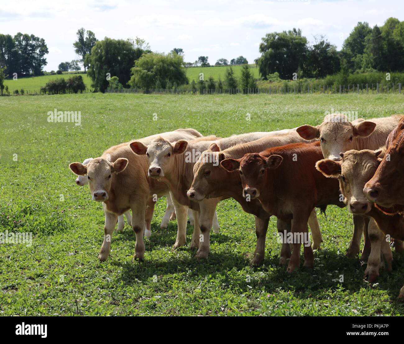 Charolais Beef Cattle Cows High Resolution Stock Photography and Images ...