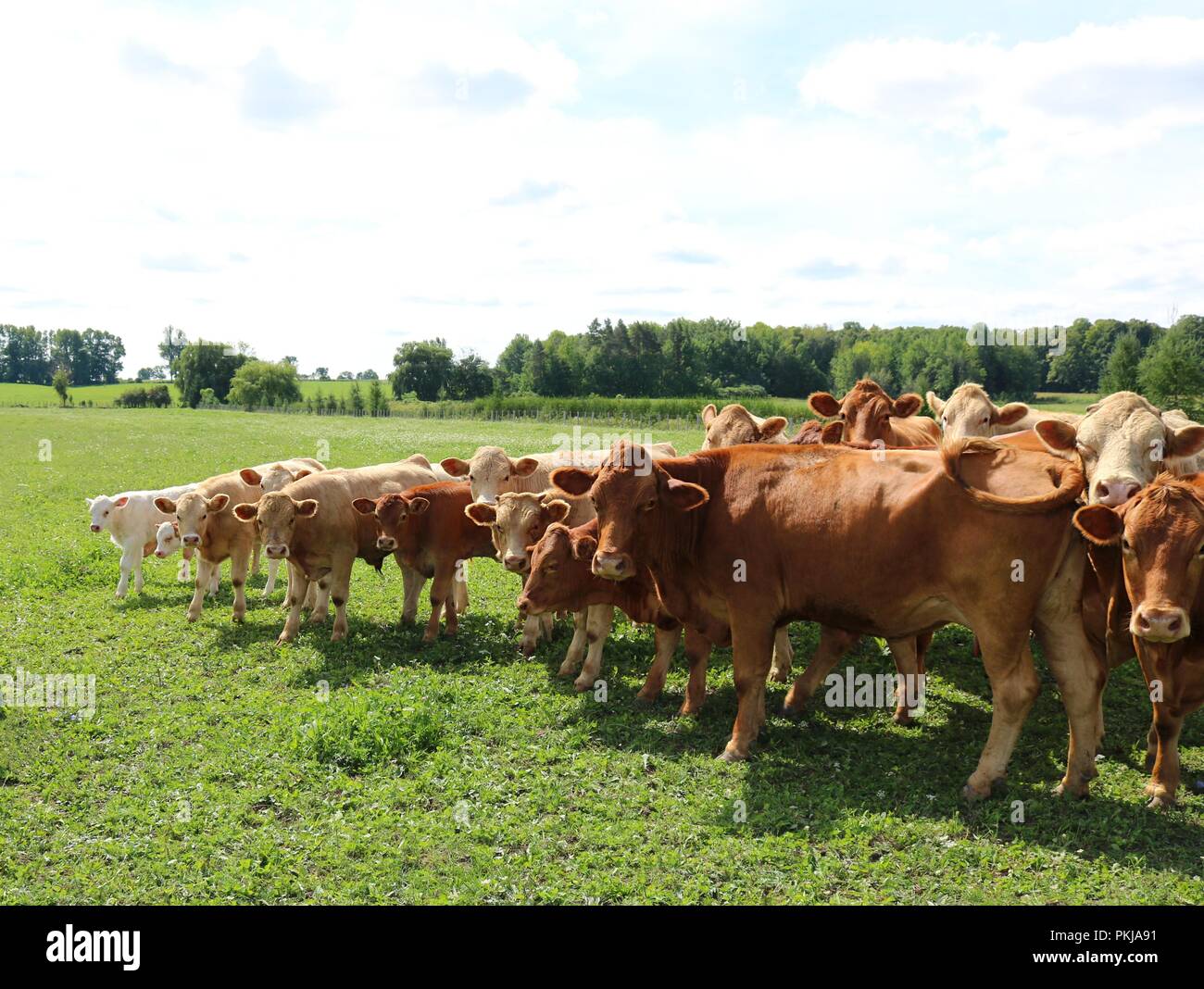 Curiosity Cattle High Resolution Stock Photography and Images - Alamy