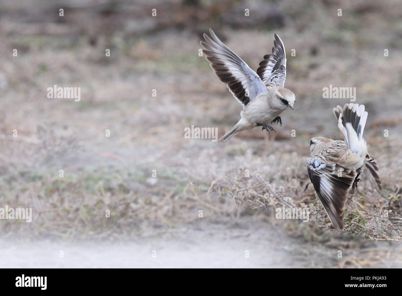 Snow finches hi-res stock photography and images - Alamy