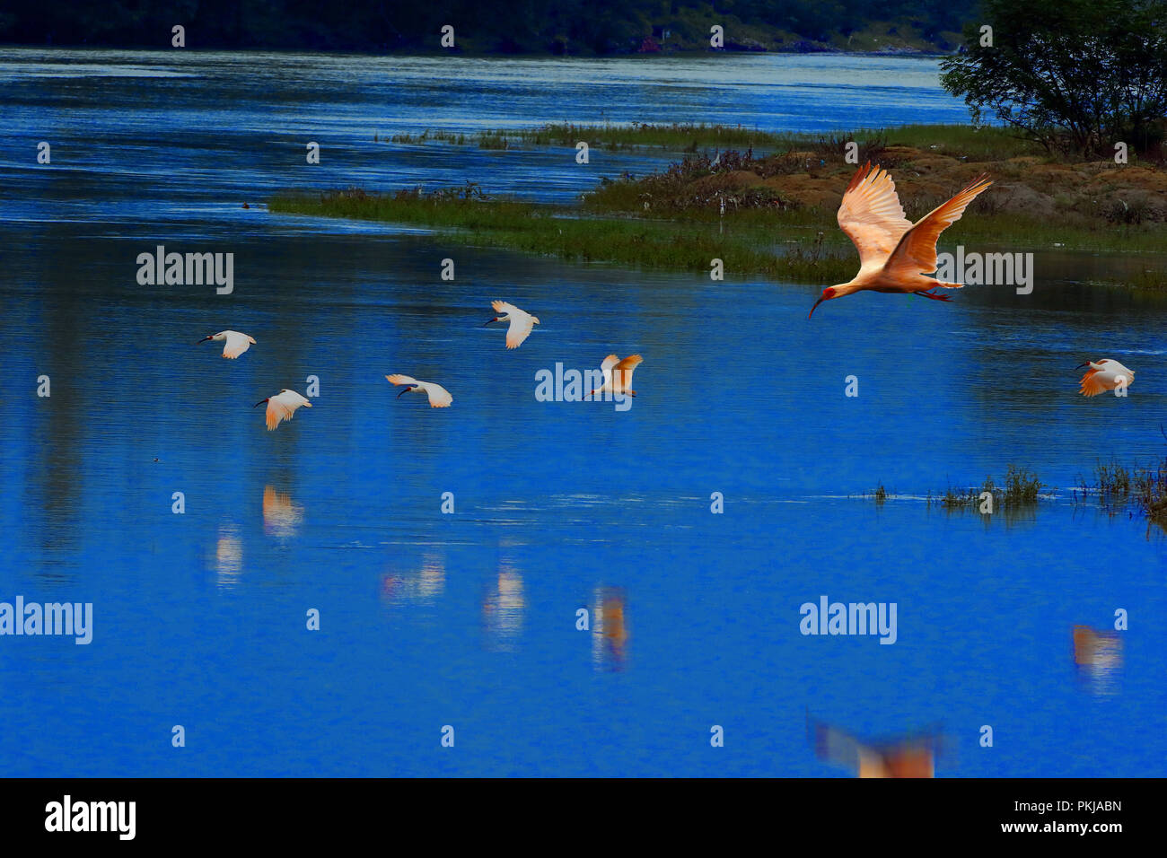 Nipponia nippon hi-res stock photography and images - Alamy