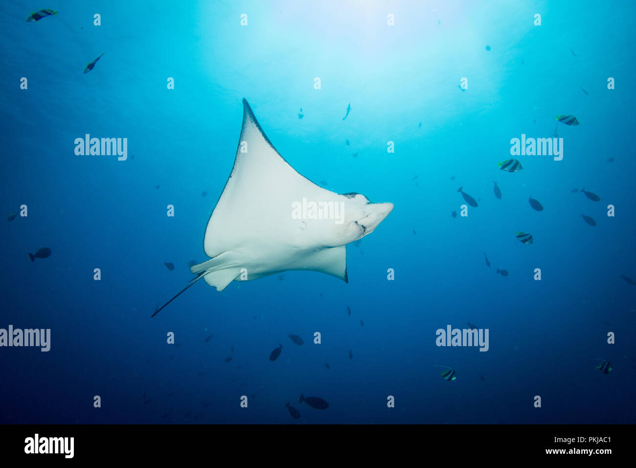 An adult eagle ray - Aetobatus ocellatus - swims through clear blue ...