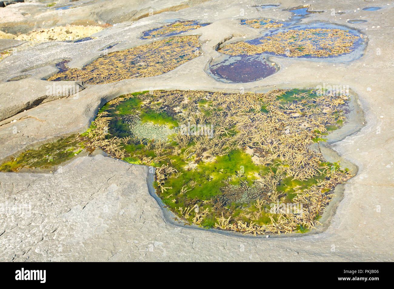 Australian algae hi-res stock photography and images - Alamy