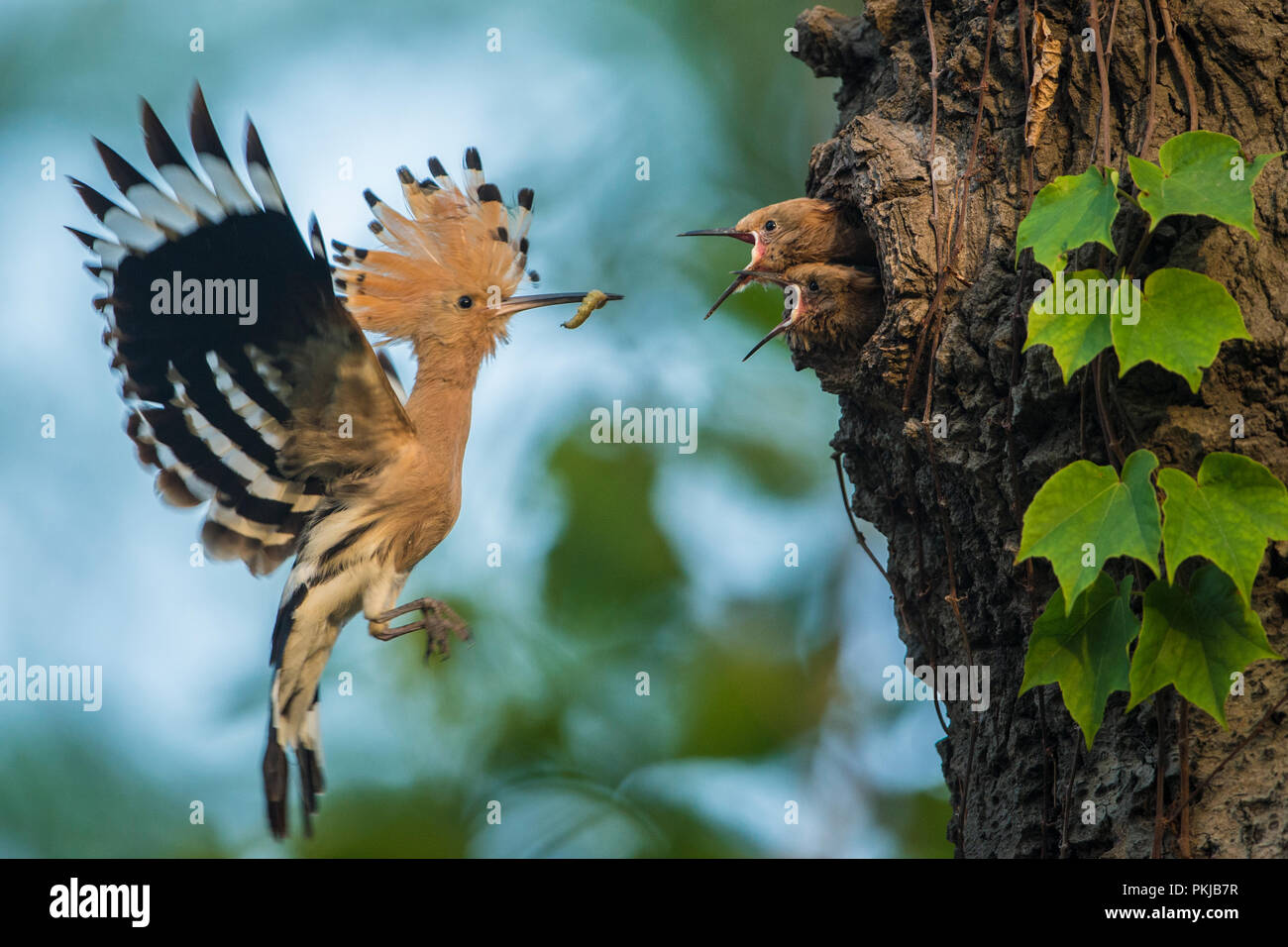 Hoopoe hunting hi-res stock photography and images - Alamy