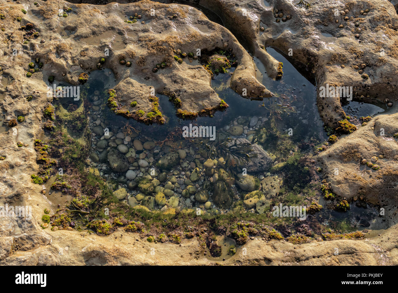 marine pools on rocks with seaweed by the sea Stock Photo - Alamy