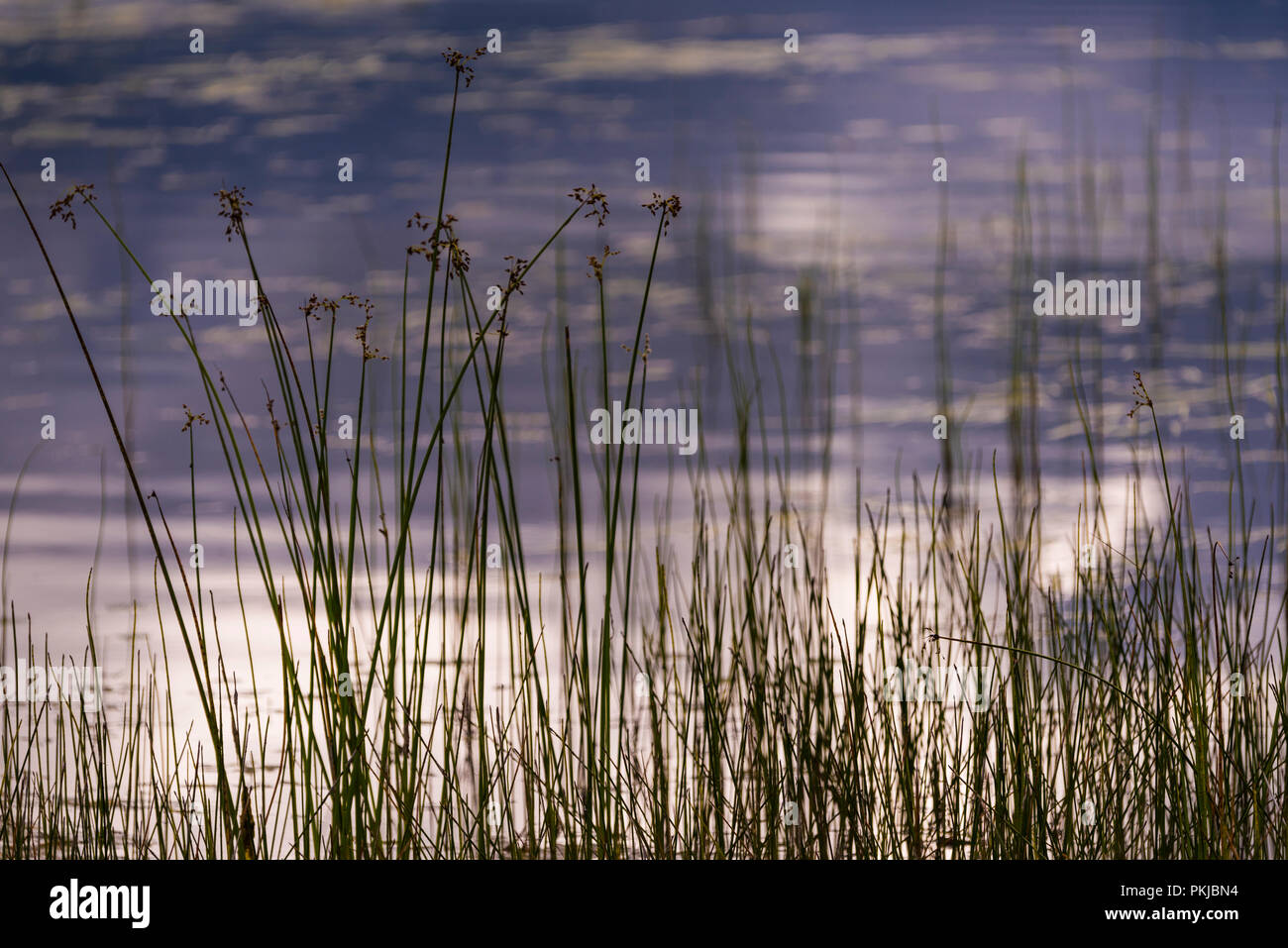 Shoreline plants hi-res stock photography and images - Alamy