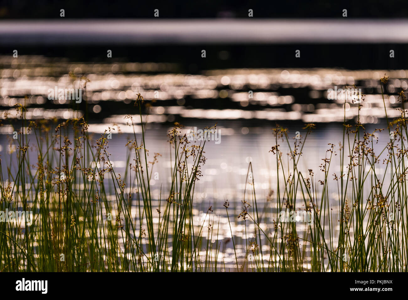 Shoreline plants hi-res stock photography and images - Alamy