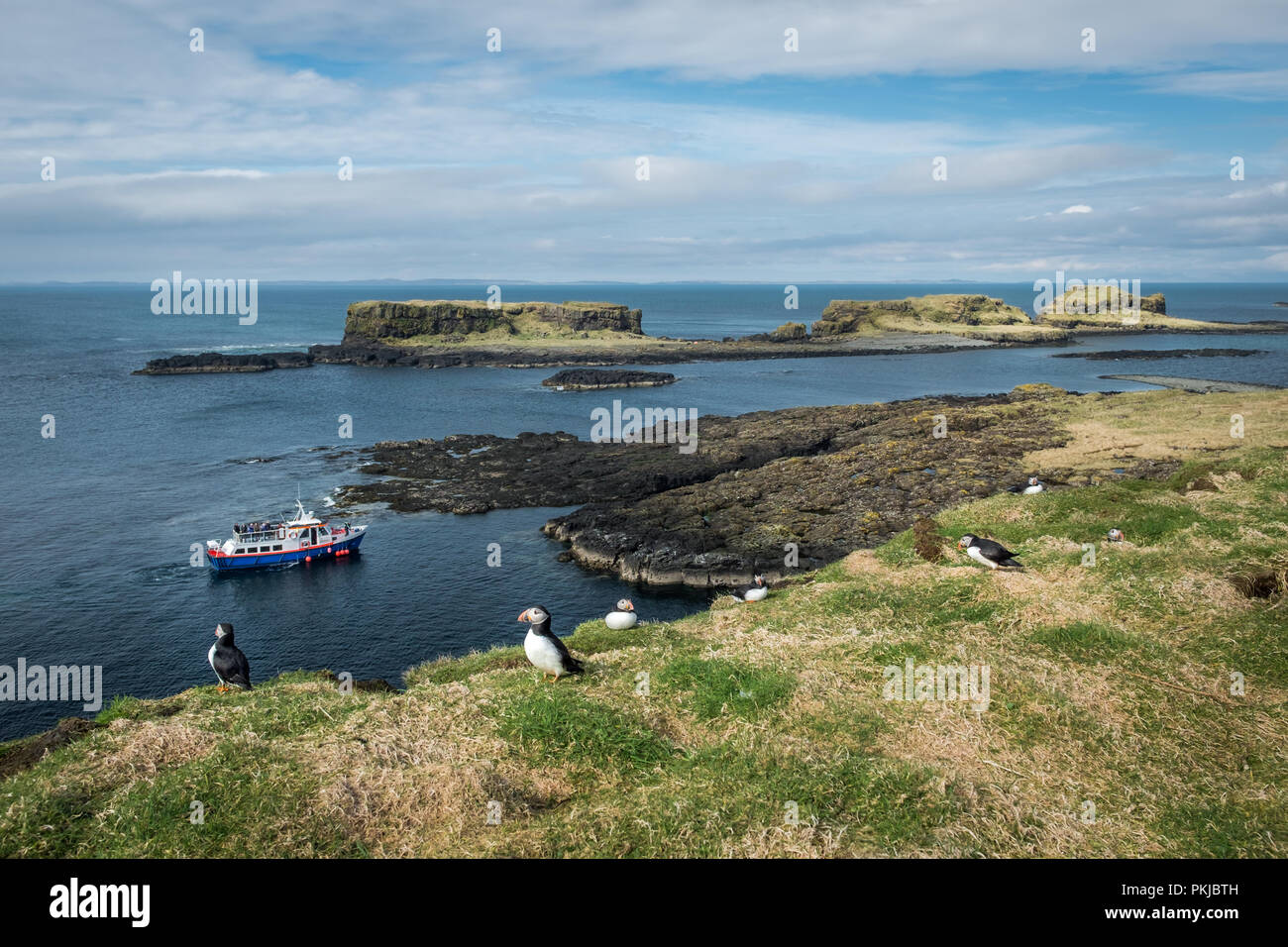 Puffins on the Scottish Island of Lunga, with tourist boat in ...