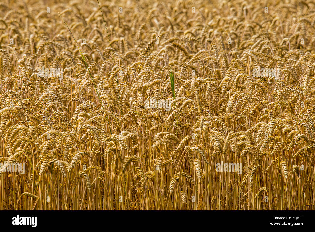 Gold shiny color of ripe wheat before harvest Stock Photo - Alamy
