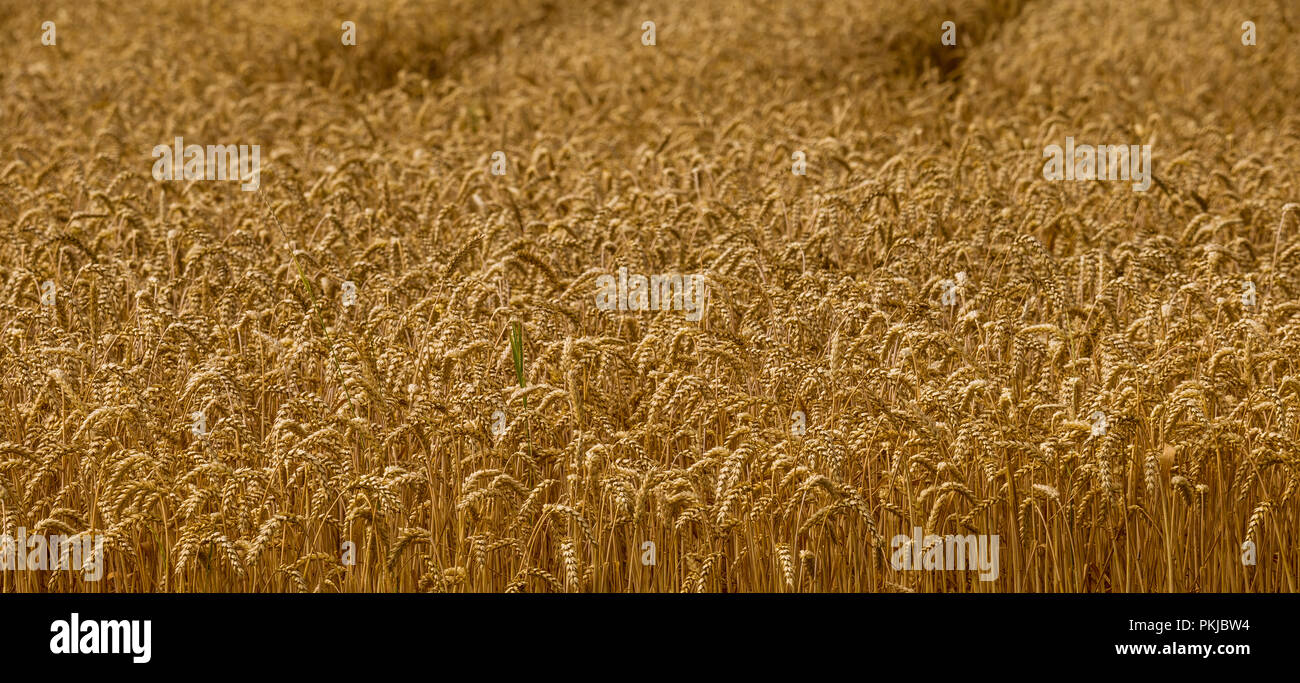 Gold shiny color of ripe wheat before harvest Stock Photo - Alamy