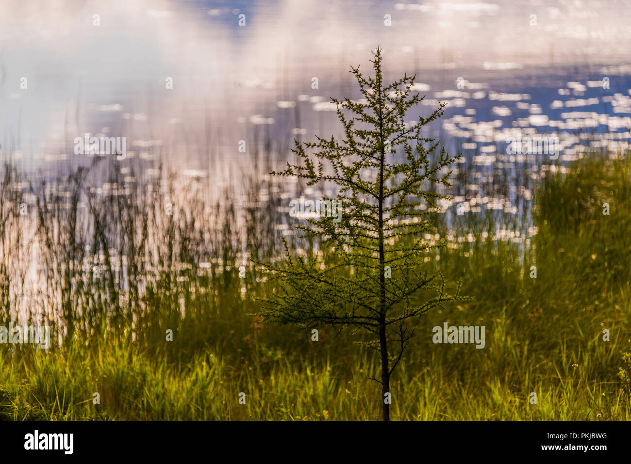 Shoreline plants on Spider Lake in Wisconsin Stock Photo - Alamy