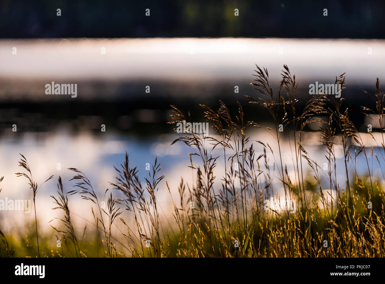 Shoreline plants on Spider Lake in Wisconsin Stock Photo - Alamy
