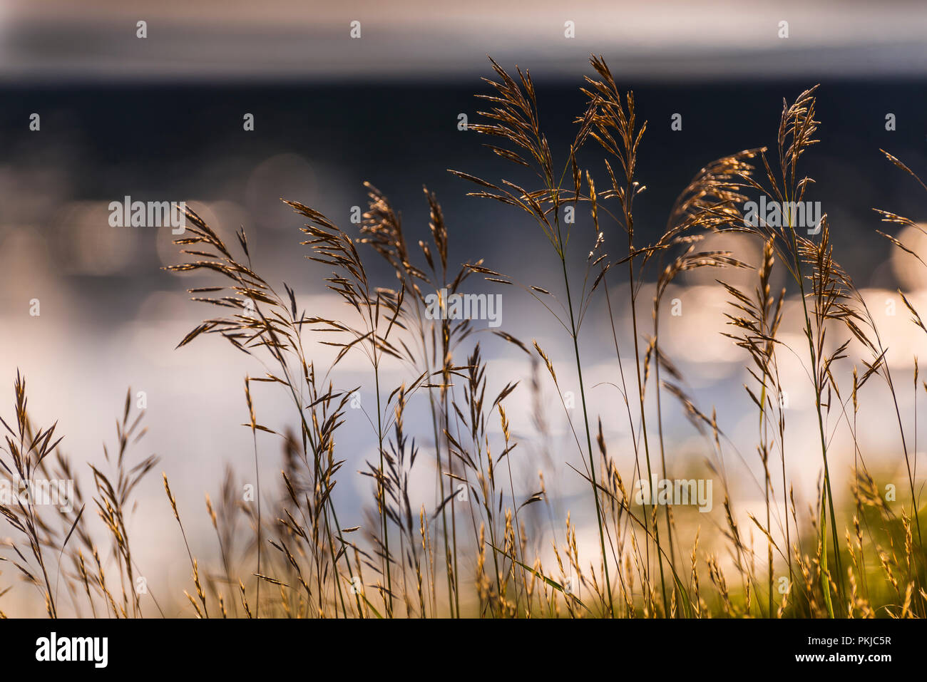 Shoreline plants on Spider Lake in Wisconsin Stock Photo - Alamy