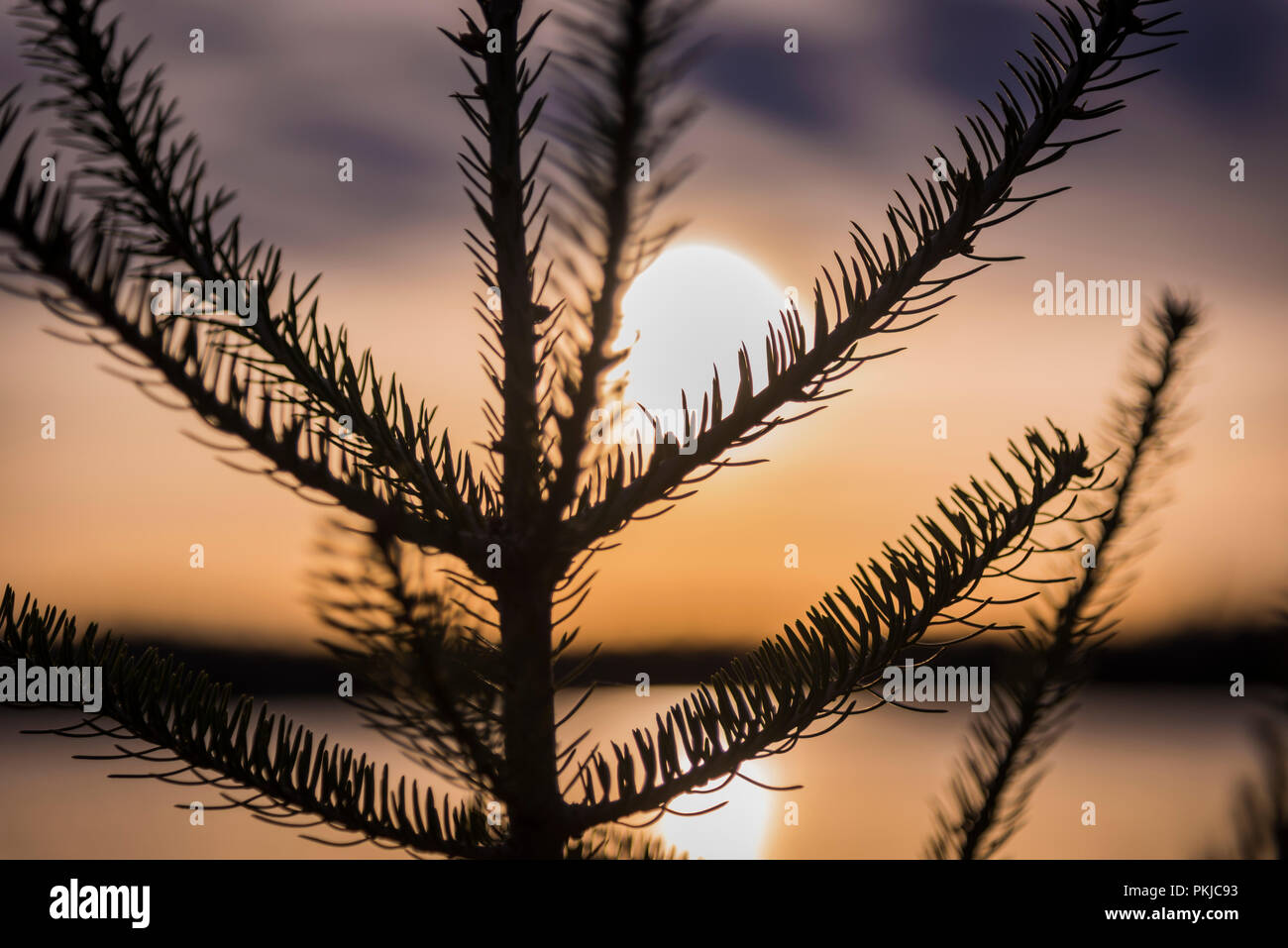 Evergreen tree at sunset Stock Photo - Alamy