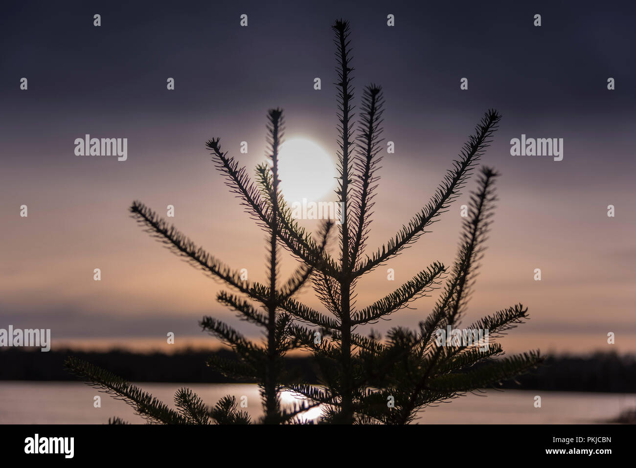 Evergreen tree at sunset Stock Photo - Alamy