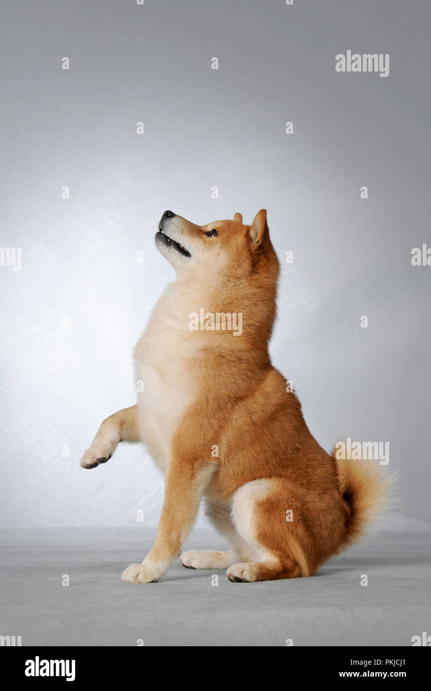 Cute shiba inu Stock Photo - Alamy