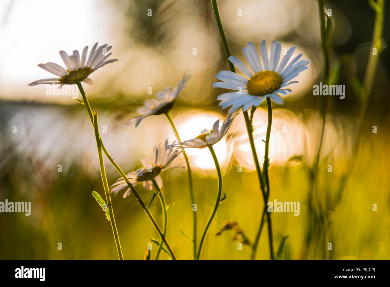 Wild flower daisy hi-res stock photography and images - Alamy