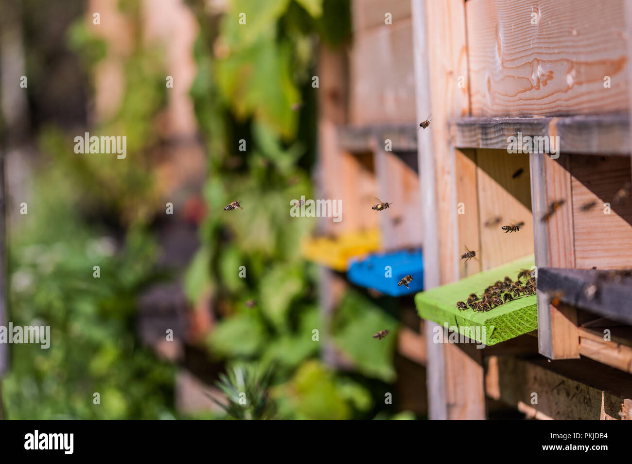beekeeping, wood box, bees in flight Stock Photo - Alamy