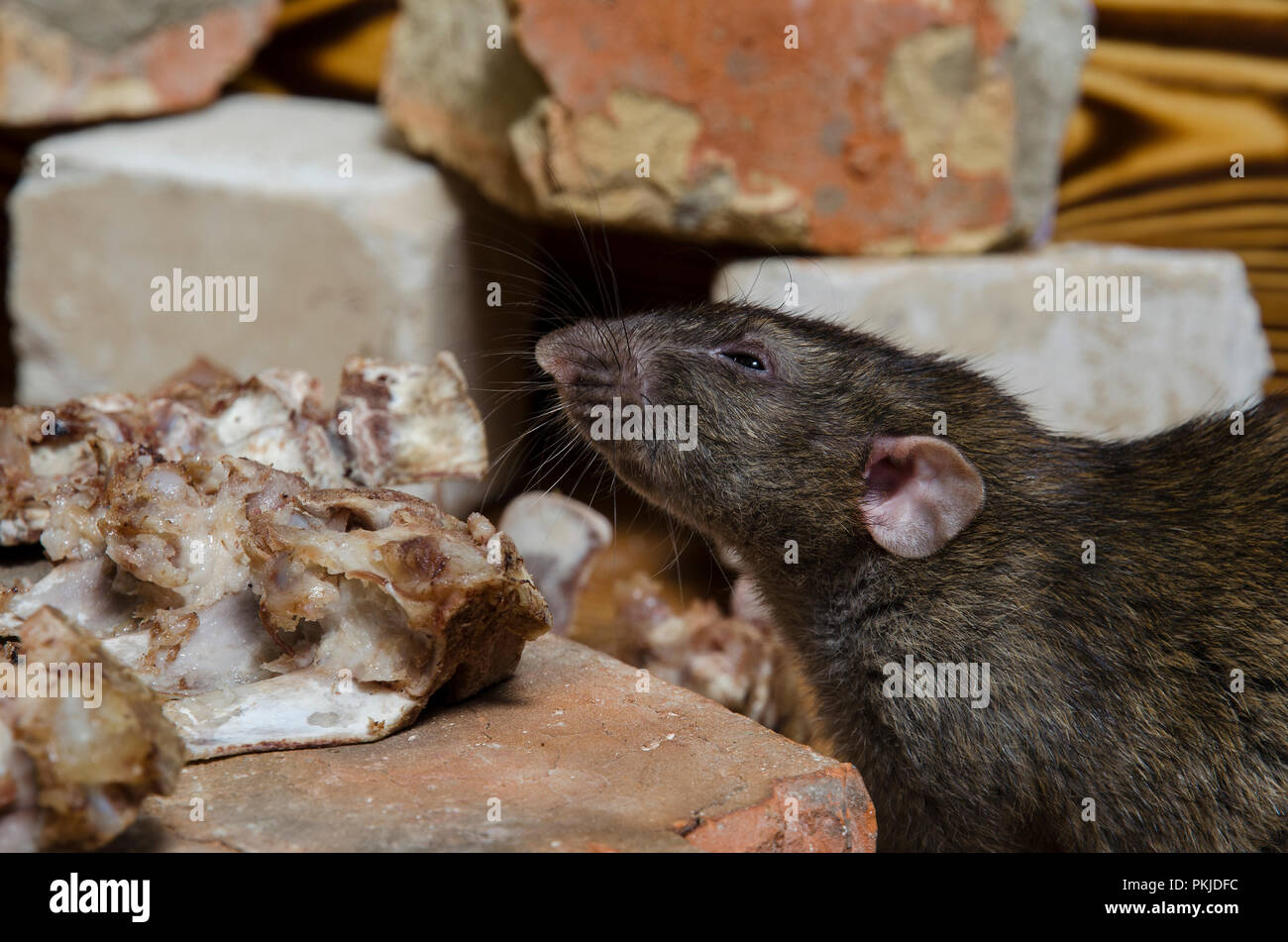 Rat meat hi-res stock photography and images - Alamy