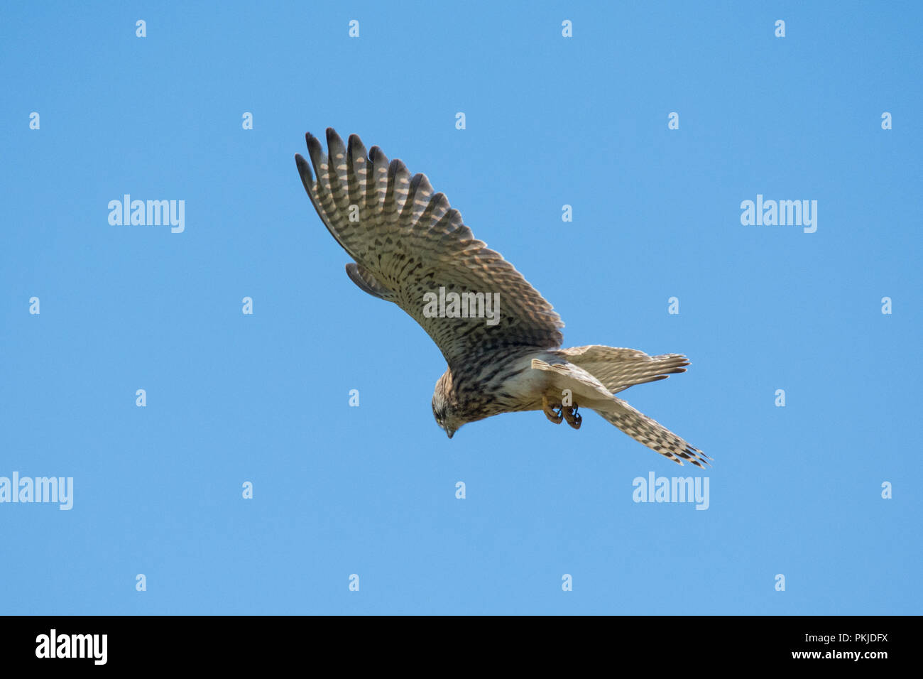Kestrel uk flying hi-res stock photography and images - Alamy