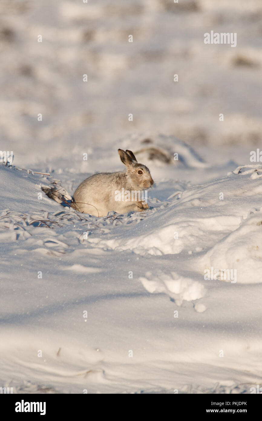 A mountain hare in white winter coat digs through the snow to feed on ...