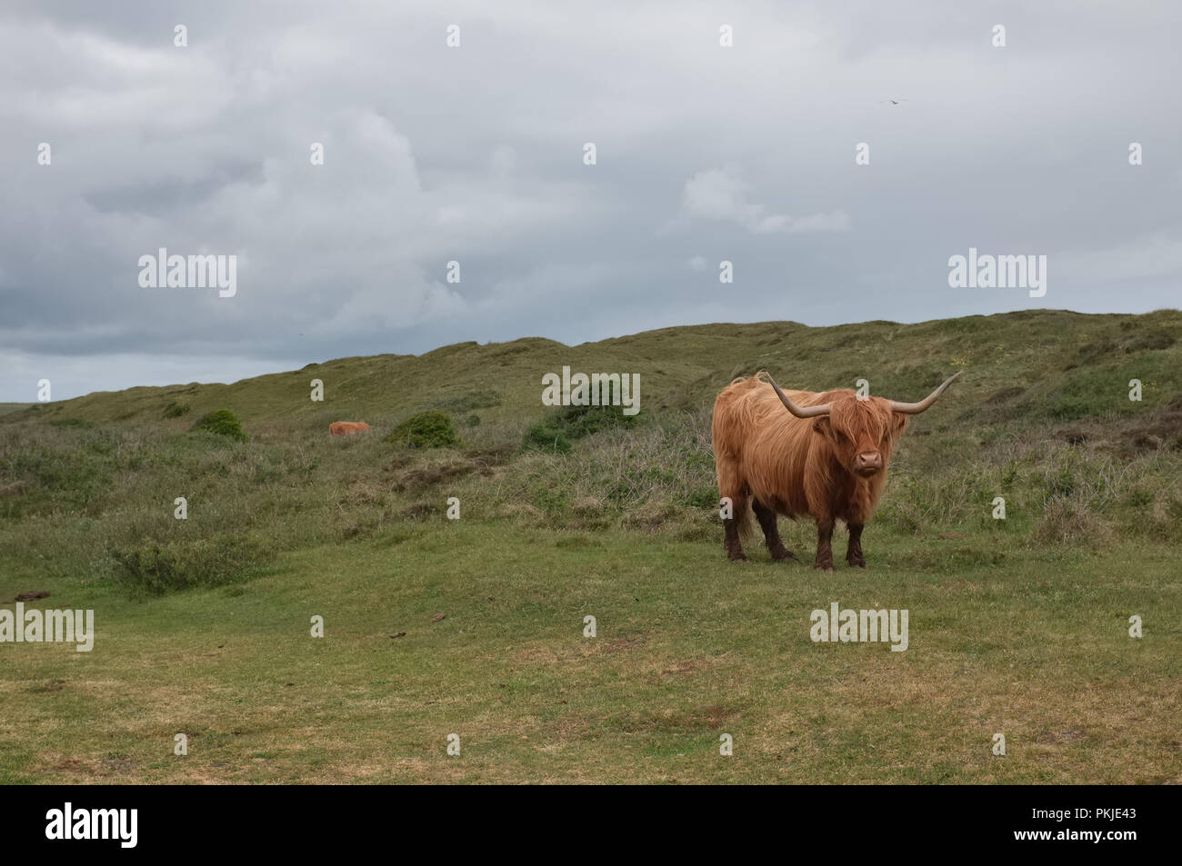Illustration shows Scottish Highland cow in the Dunes of Texel, Monday ...