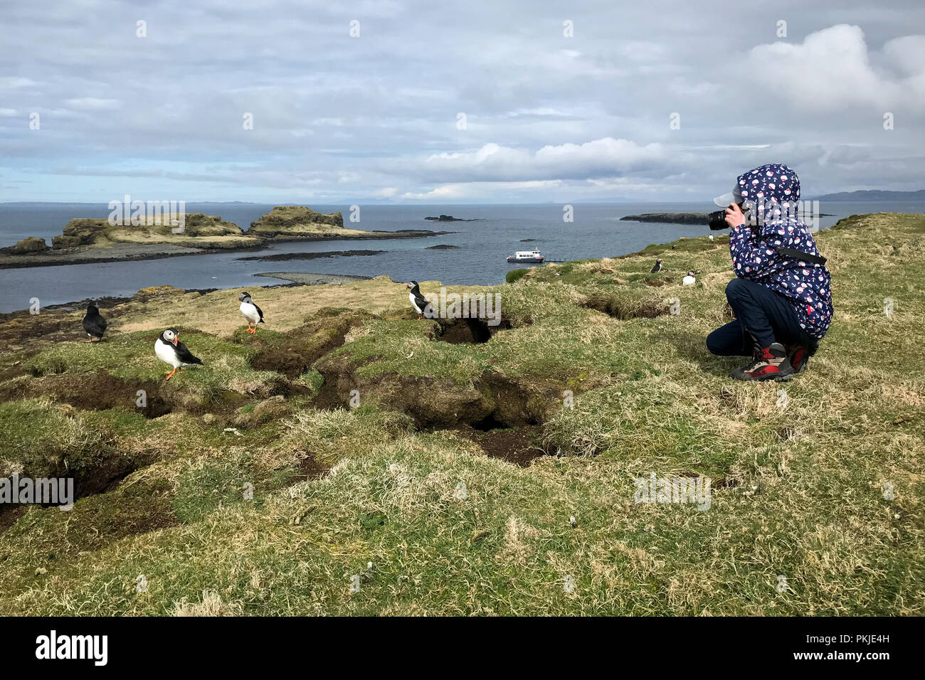 Young girl taking a photo of a puffin on the Scottish Island of Lunga ...
