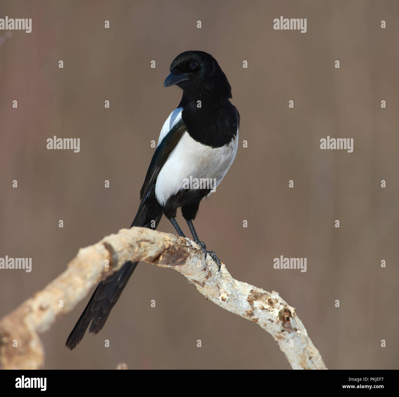 Pica Pica Male High Resolution Stock Photography and Images - Alamy