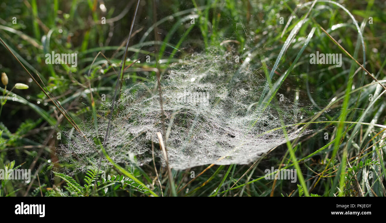 Spider web in grass Stock Photo - Alamy