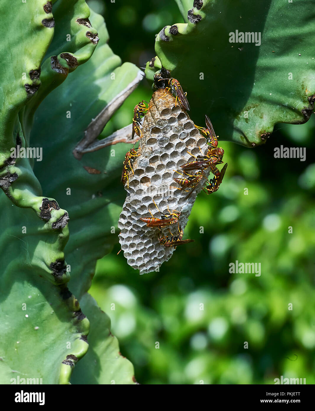 Common Paper Wasp (Polistes exclamans) building a nest on a cactus, San ...