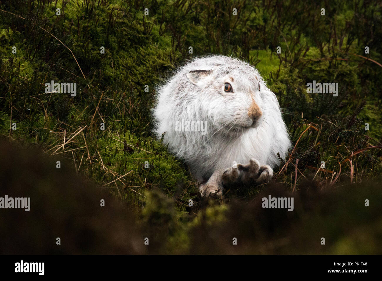 A mountain hare in white winter coat stands out against the green moss ...