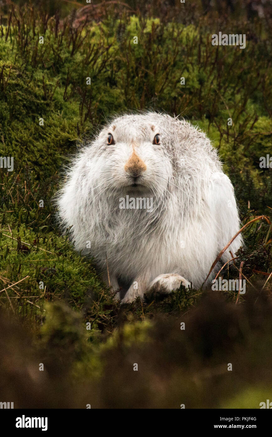 A mountain hare in white winter coat stands out against the green moss ...