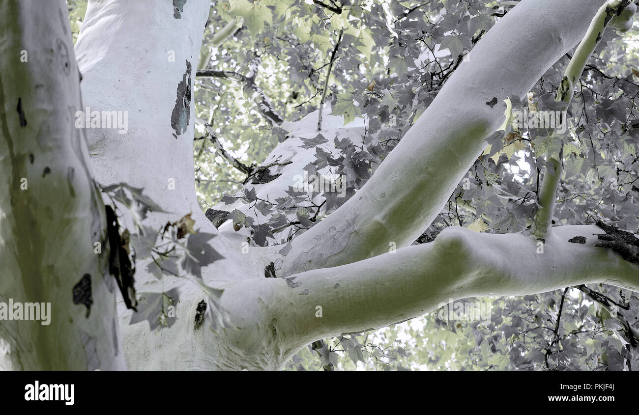 Buttonwood tree hi-res stock photography and images - Alamy