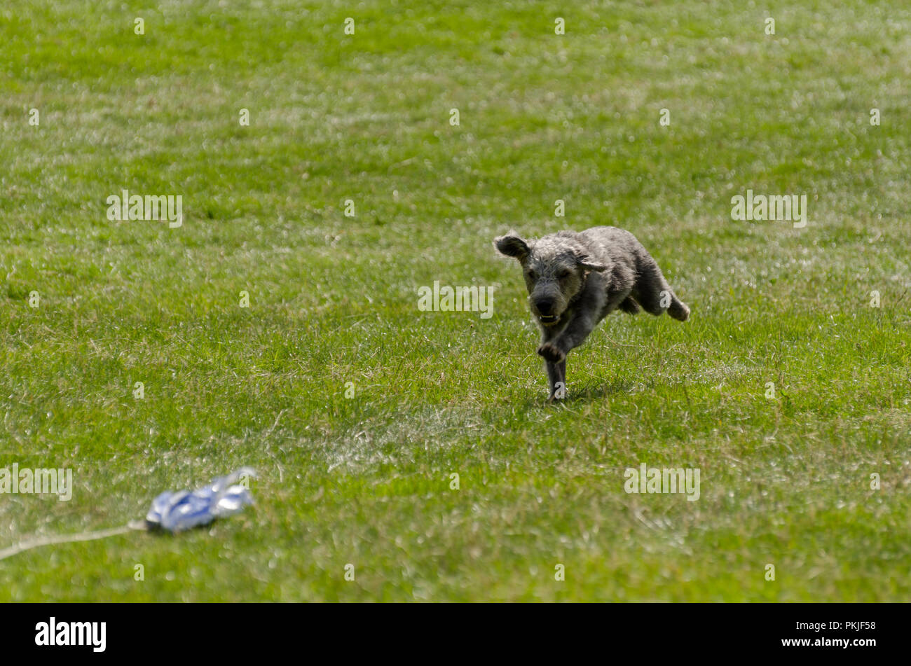 English Country Fair Stock Photo - Alamy