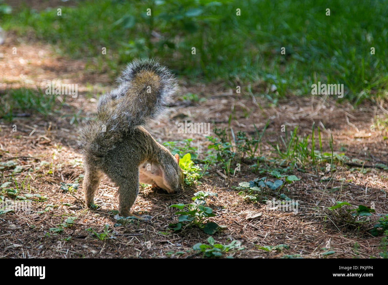 A squirrel hides nuts and walnuts in the underwood Stock Photo - Alamy